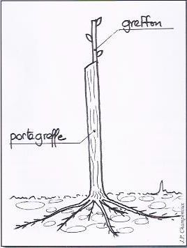Greffe arbre fruitier, comptabilité et porte greffe (+Guide)