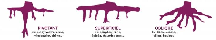 Déraciner un arbre et le replanter