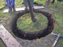 Déraciner arbre, replanter et déplacer | Guide pratique