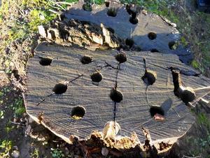 Dessoucher un arbre : techniques et tarif d'intervention