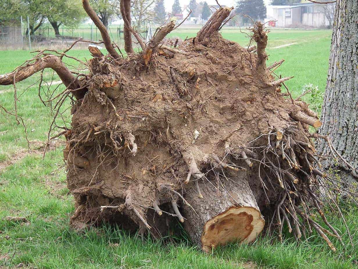 Dessoucher un arbre : techniques et tarif d'intervention
