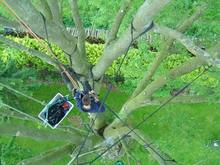 Haubanage d'un arbre : techniques, tarifs et conseils