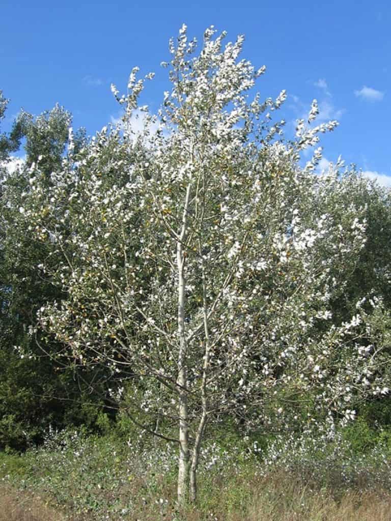 Peuplier : prix taille, conseils entretien et guide