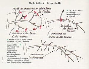 Taille de fructification : liste arbre, technique & conseils