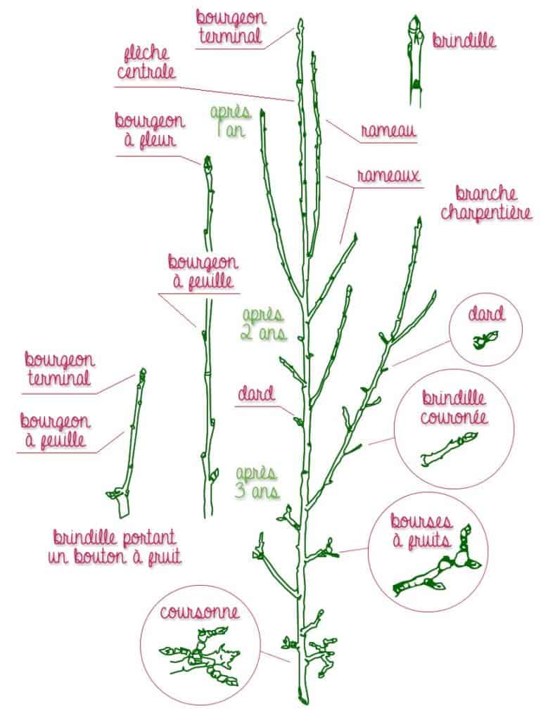 Taille de fructification : liste arbre, technique & conseils
