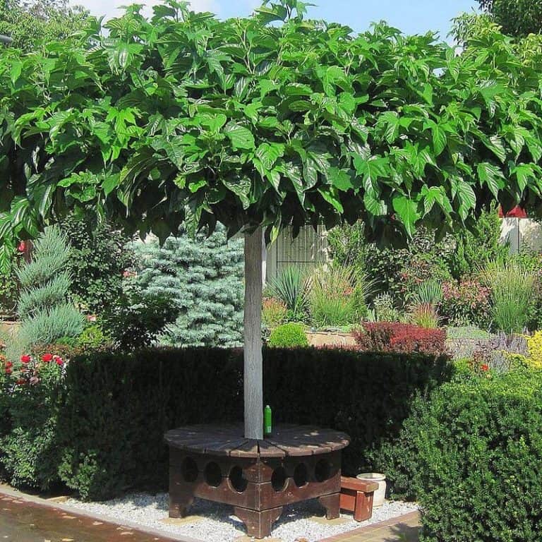 Murier platane | Taille, Prix, Fruits & Maladies (2023)