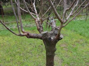 Comment tailler un prunier ? Guide complet (2024)