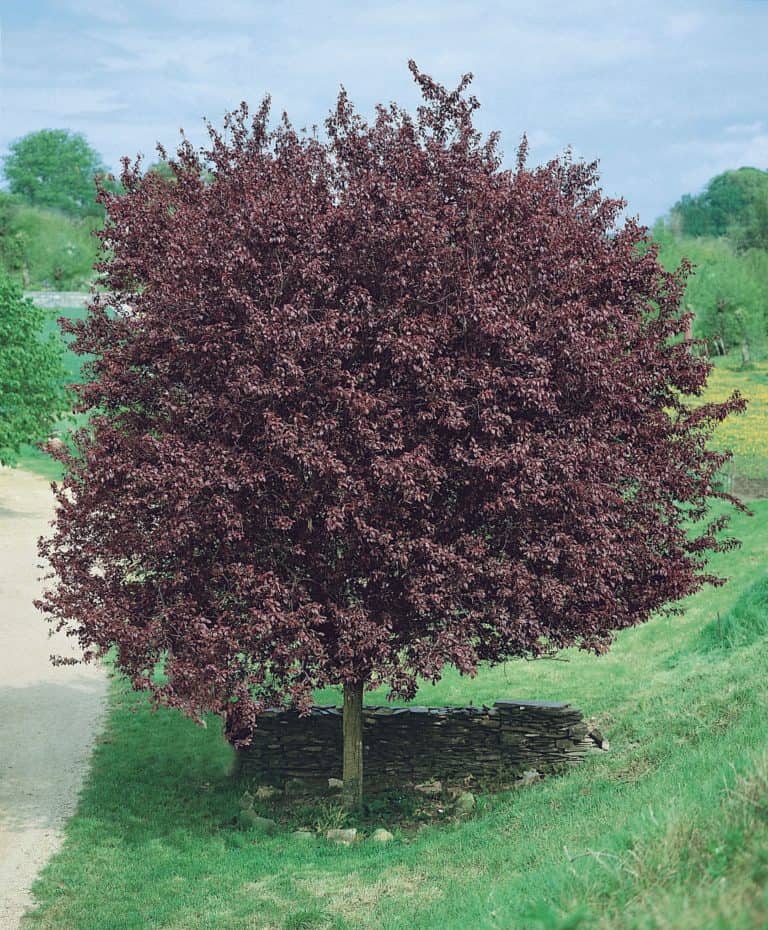 Comment tailler un prunier ? Guide complet (2024)