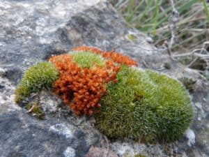 Mousse d’arbre et lichen au jardin : traitements et solutions
